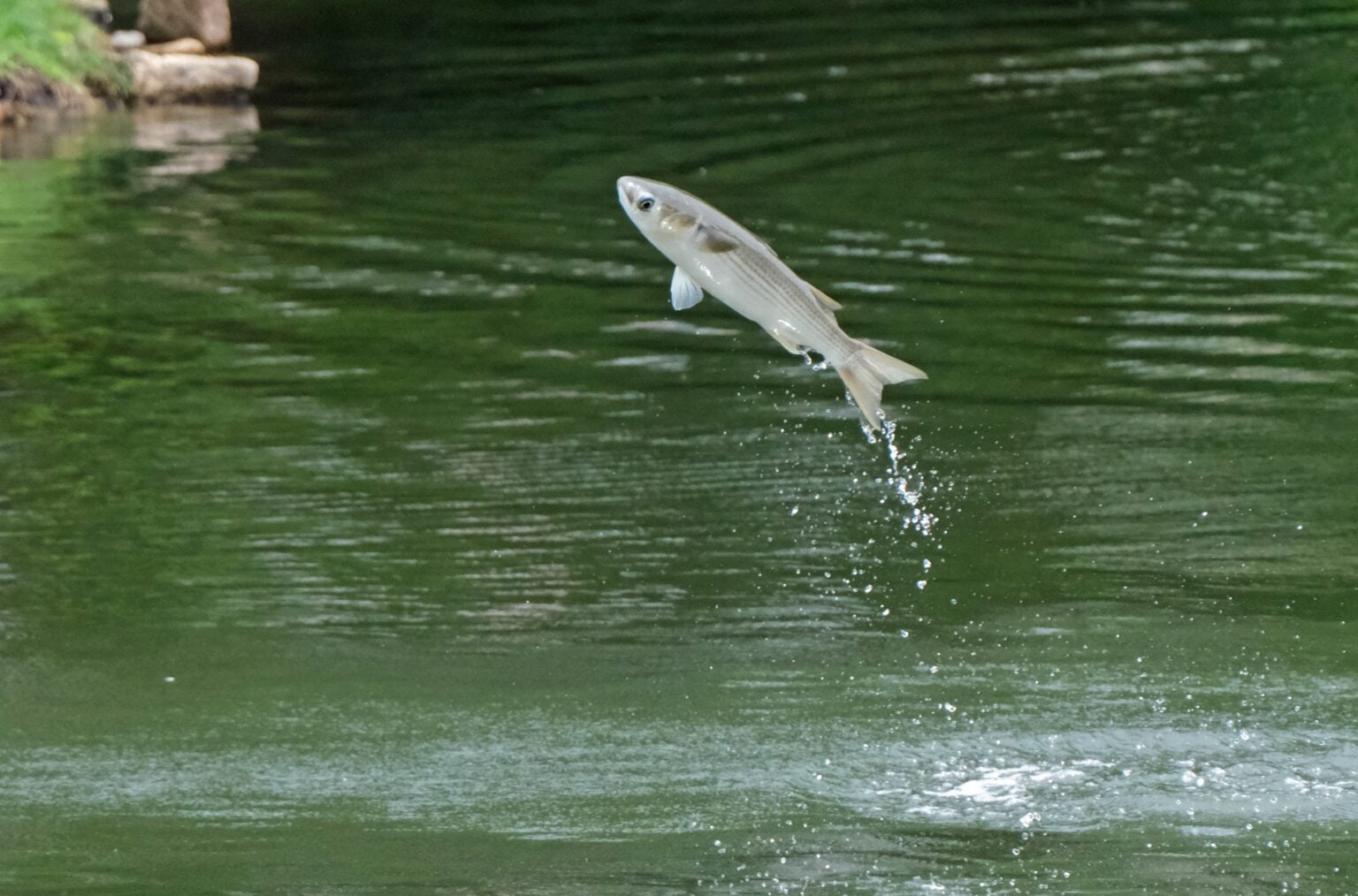 ボラの泳がせ釣りは釣れるのか？メリットも解説！ | FISHING POINTER