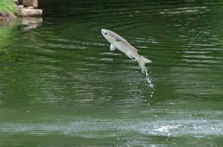 ボラの泳がせ釣りは釣れるのか？メリットも解説！ | FISHING POINTER