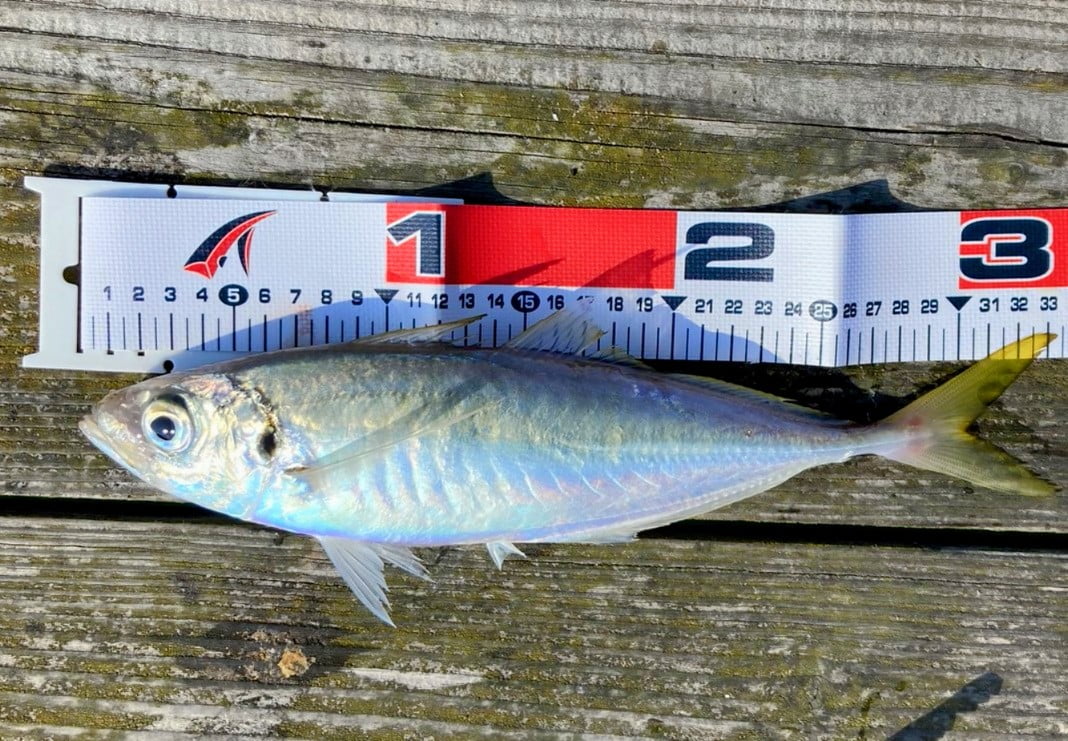 筏からアジを釣る際に必要な物とオススメのサビキ仕掛けや竿を解説！ | FISHING POINTER