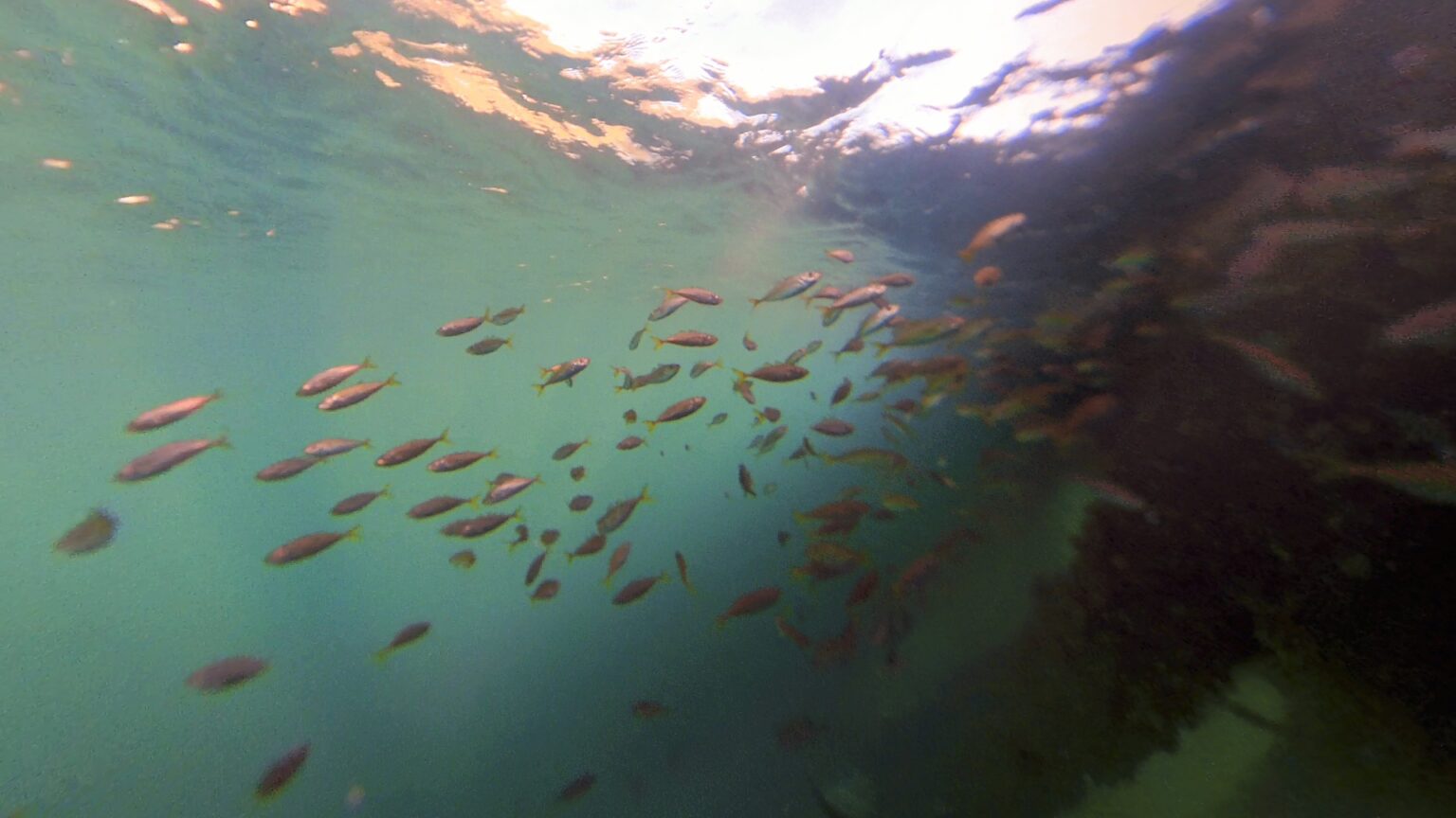 白杉漁港：多彩な魚種と美しい海景色が魅力の釣りスポット【釣り場紹介】 | FISHING POINTER