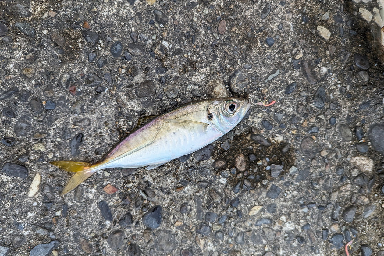 堤防からヒラメを釣る方法を解説！オススメの仕掛けも紹介します | FISHING POINTER