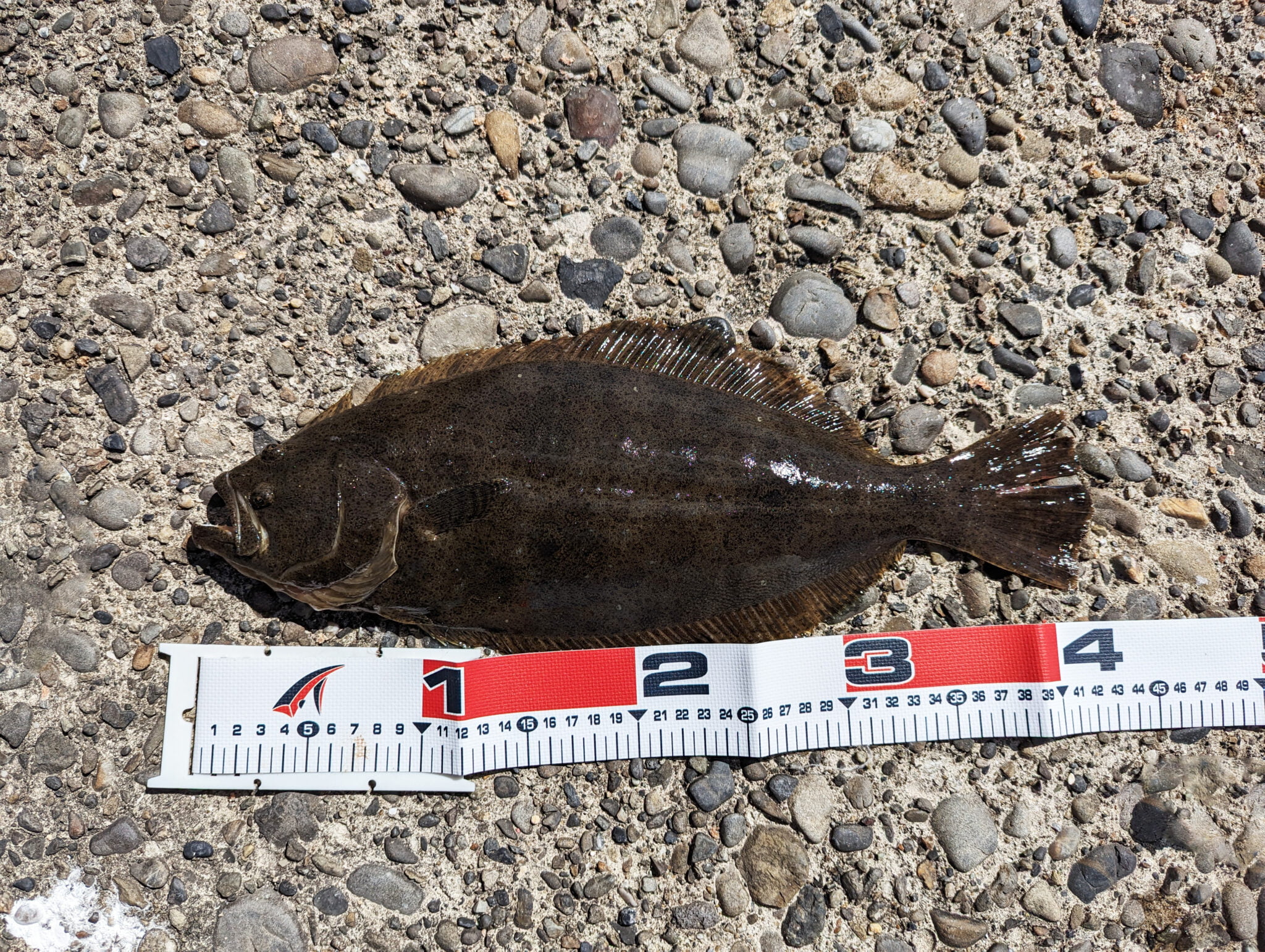 泳がせ釣り(ノマセ釣り)の青物やヒラメの釣り方と仕掛けを解説！ | FISHING POINTER