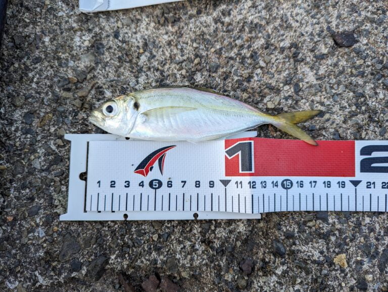 小浜漁港(小浜新港)：市街地近くの広大な釣りスポット【釣り場紹介】 | FISHING POINTER