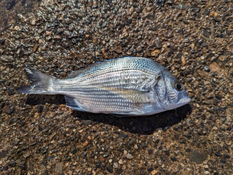 小浜漁港(小浜新港)：市街地近くの広大な釣りスポット【釣り場紹介】 | FISHING POINTER